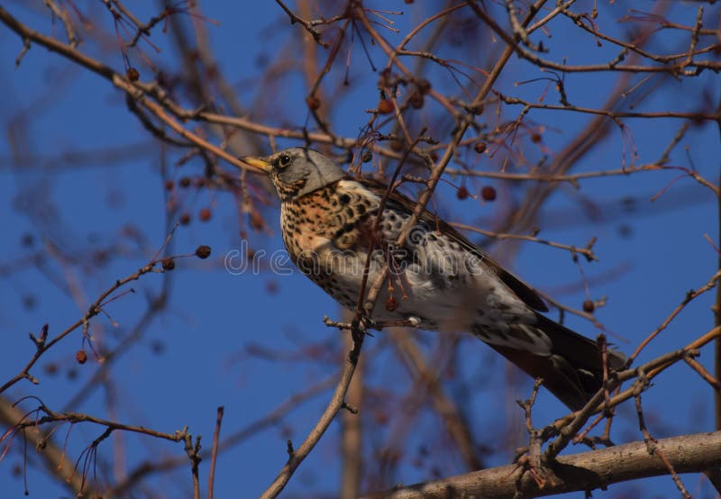 Thrush Bird, Fieldfare, Snowbird on a Tree in Winter Forest Stock Photo ... Thrush Bird, Fieldfare, Snowbird on a Tree in Winter Forest Stock Photo ...