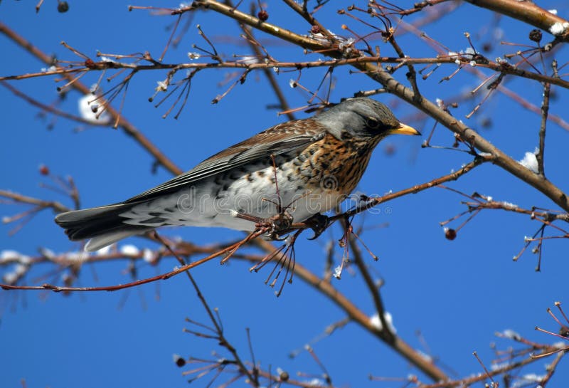 Fieldfare, Thrush Bird, Snowbird on a Tree in Winter Garden Stock Image ... Fieldfare, Thrush Bird, Snowbird on a Tree in Winter Garden Stock Image ...
