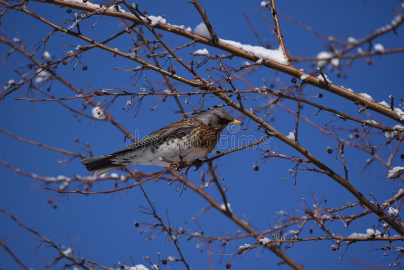 Fieldfare, Thrush Bird, Snowbird on a Tree and Snow in Winter Garden ... Fieldfare, Thrush Bird, Snowbird on a Tree and Snow in Winter Garden ...