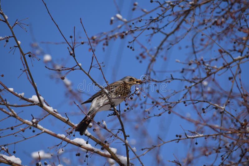Fieldfare, Thrush Bird, Snowbird on a Tree and Snow in Winter Forest ... Fieldfare, Thrush Bird, Snowbird on a Tree and Snow in Winter Forest ...