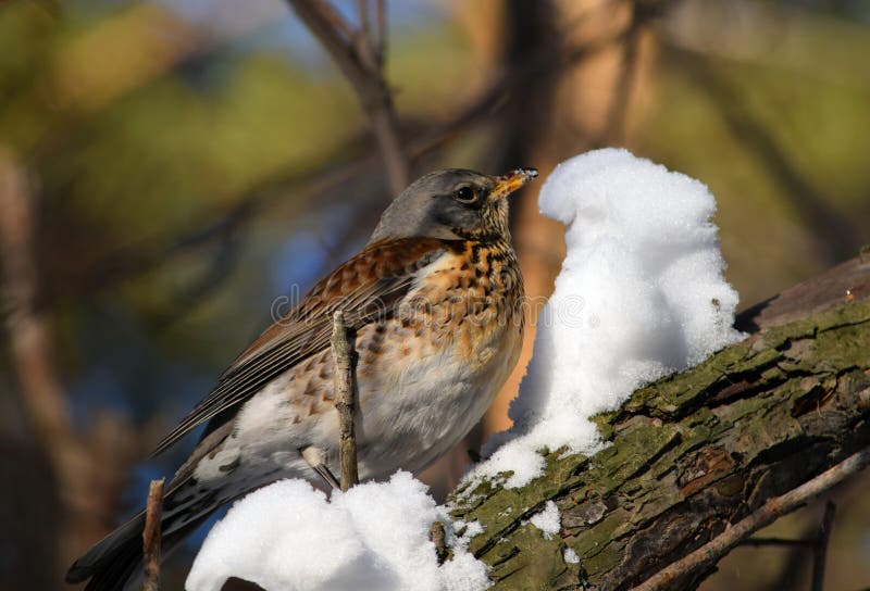 Fieldfare, Thrush Bird on a Tree and Snow in Winter Forest Stock Photo ... Fieldfare, Thrush Bird on a Tree and Snow in Winter Forest Stock Photo ...