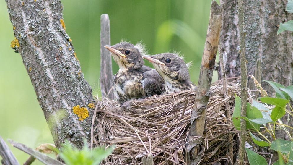 Fieldfare Thrush Chicks Sit in Their Nest in Summer Stock Photo - Image ...