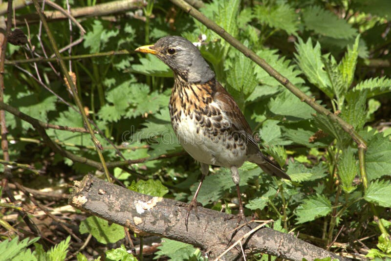 Fieldfare Thrush in the Grass Stock Photo - Image of grass, thrush ...