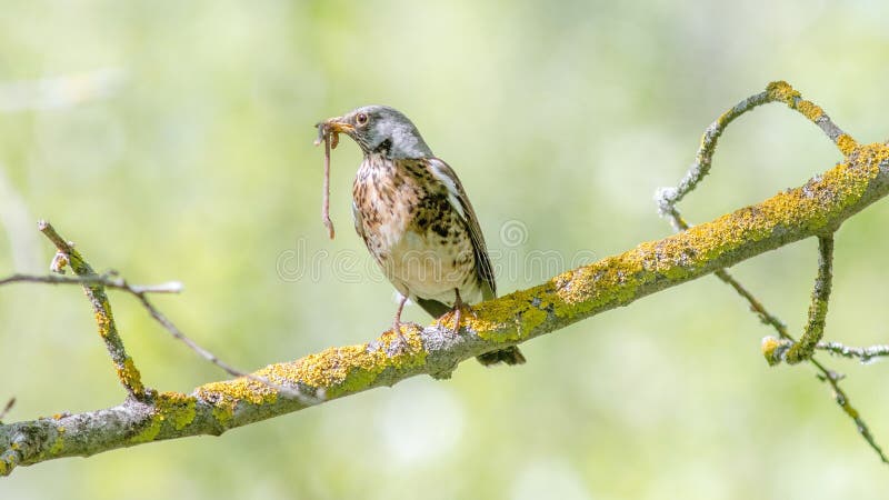 Fieldfare Thrush Sits on a Dry Tree Branch with a Worm in Its Beak ... Fieldfare Thrush Sits on a Dry Tree Branch with a Worm in Its Beak ...