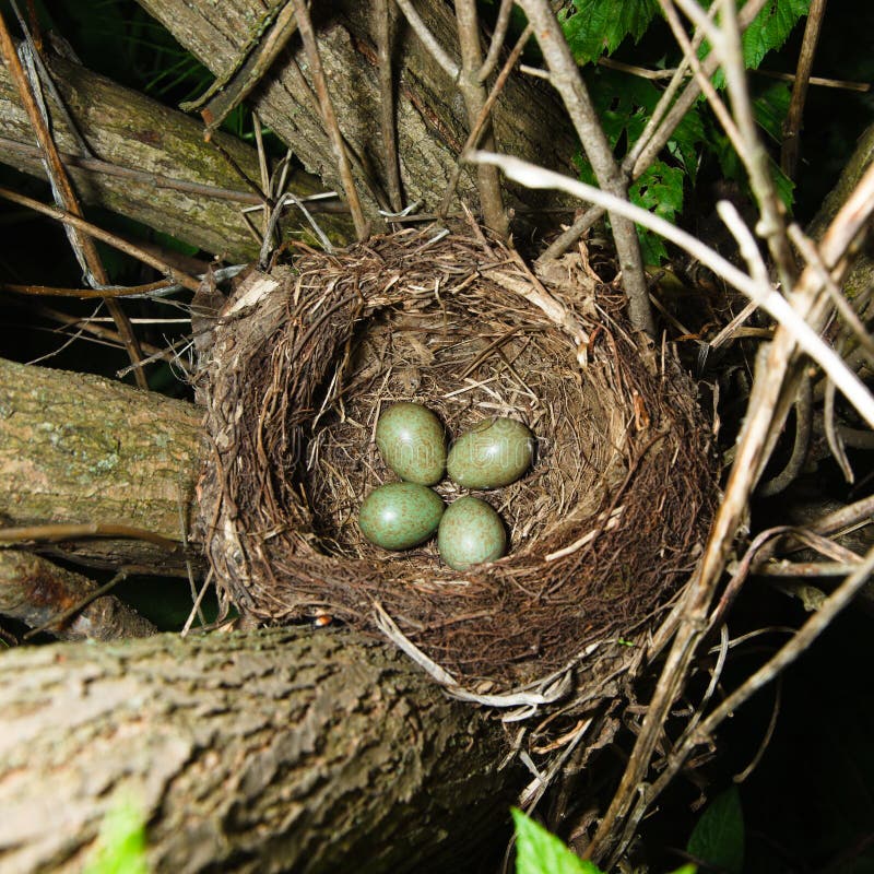 Fieldfare, Turdus pilaris stock image. Image of thrush - 15458077