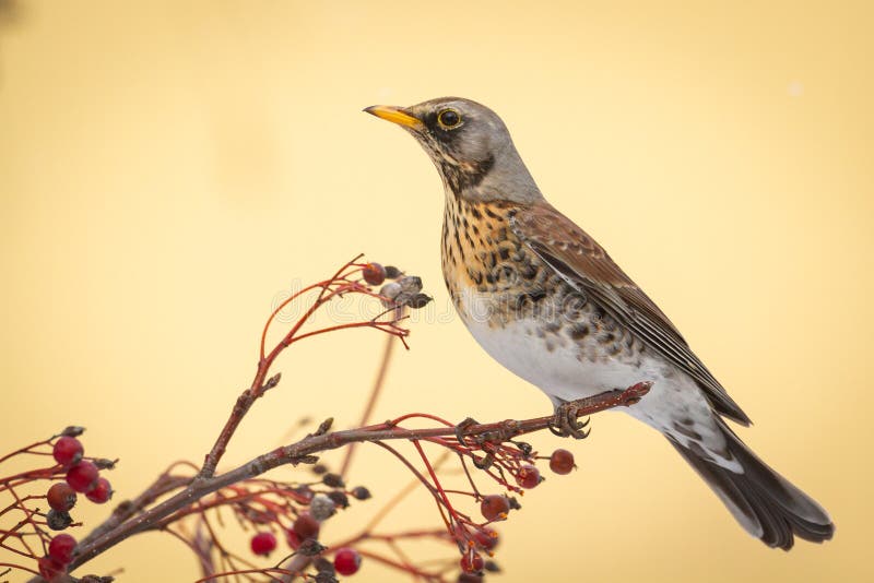 Fieldfare, Turdus Pilaris, Bird Eating Berries on a Hawthorn Bush ... Fieldfare, Turdus Pilaris, Bird Eating Berries on a Hawthorn Bush ...