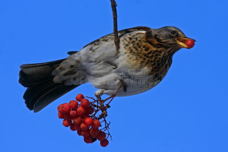 Fieldfare stock image. Image of bright, blue, side, feather - 64453573