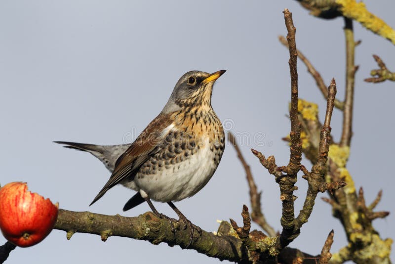 Fieldfare (Turdus pilaris) stock image. Image of natural - 23166827