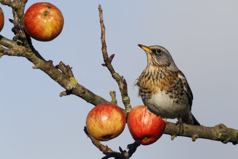 Fieldfare stock image. Image of brown, speckled, feathers - 12874263
