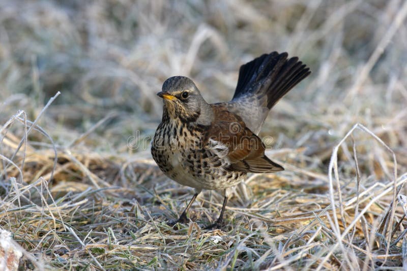 Fieldfare (Turdus pilaris) stock image. Image of natural - 23166827
