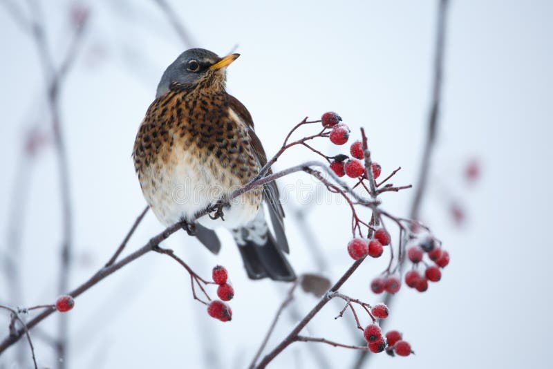Fieldfare (Turdus pilaris) stock image. Image of natural - 23166827