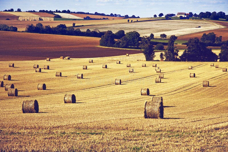 Fields stock photo. Image of cultivation, countryside - 20990588