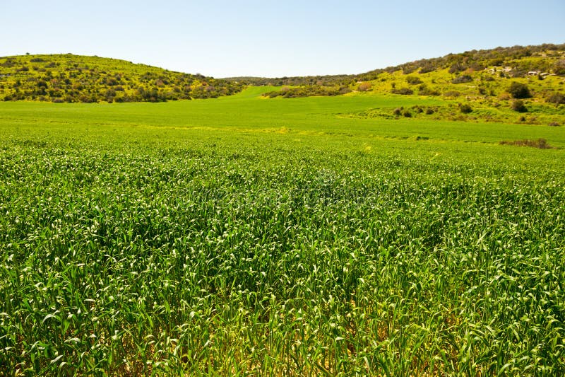 Field in Israel stock photo. Image of lawn, asia, east - 87452284