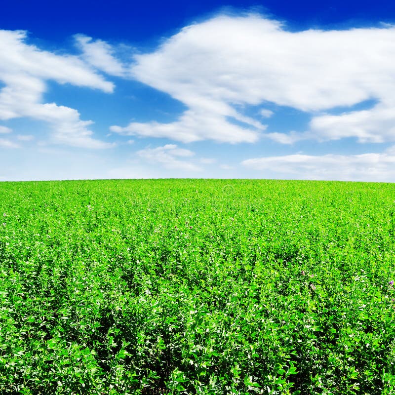 The Hedge stock image. Image of cloud, lawn, environment - 14176639