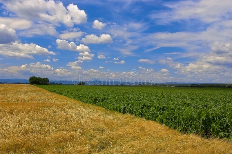Fields against a blue sky stock photo. Image of ripe, barley - 2840182