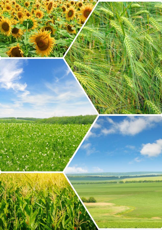 Fields with Agricultural Plants. Photo Collage Stock Image - Image of ...