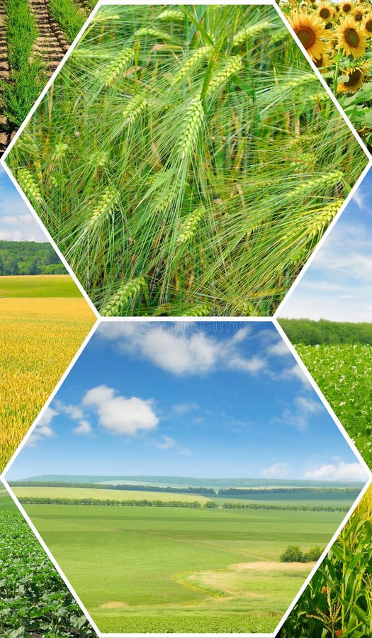 Fields with Agricultural Plants. Photo Collage Stock Photo - Image of ...