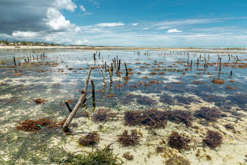 Fields of algae in ocean stock image. Image of paradise - 161399887