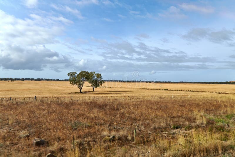 Fields of Australian Wild Landscape Stock Photo - Image of grass, blade ...