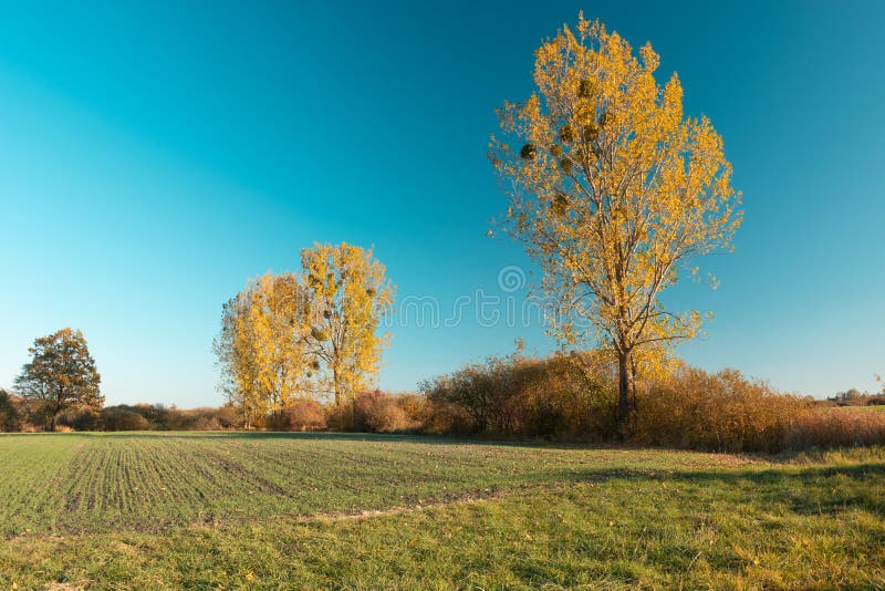 Through Fields and Autumn Trees, Beauty View Stock Photo - Image of ...