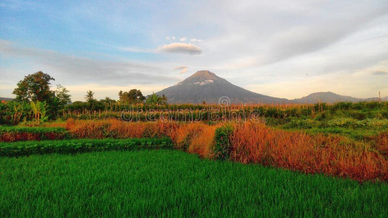 Fields with the Backdrop of Mount Sindoro in Central Java. Beautiful ...