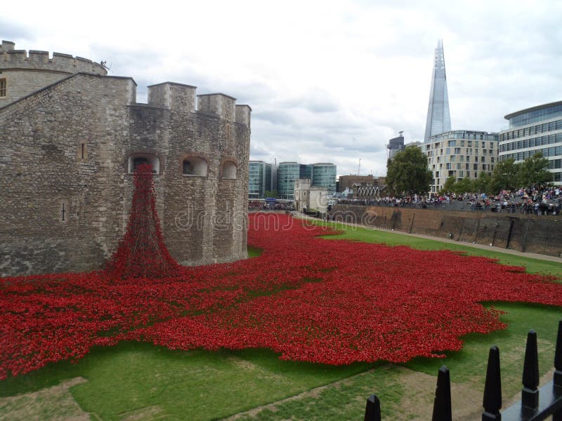 Fields of blood Poppy s editorial stock image. Image of fields - 44020224