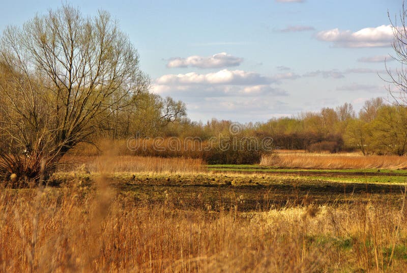 Fields of Bulrush and Grain with Forest and Sky at the Background Stock ...