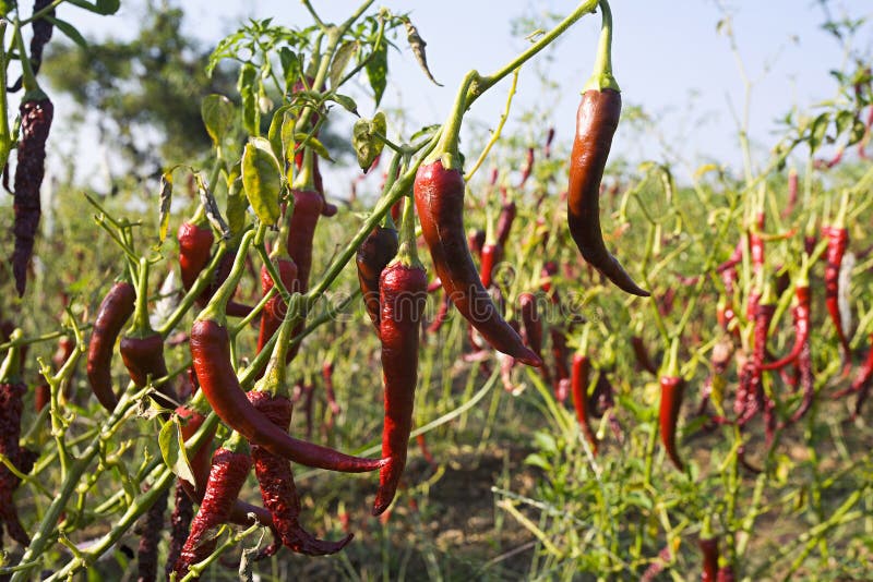 Fields of Byadgi Chilli or Mirichi of Karnataka, India Stock Photo ...