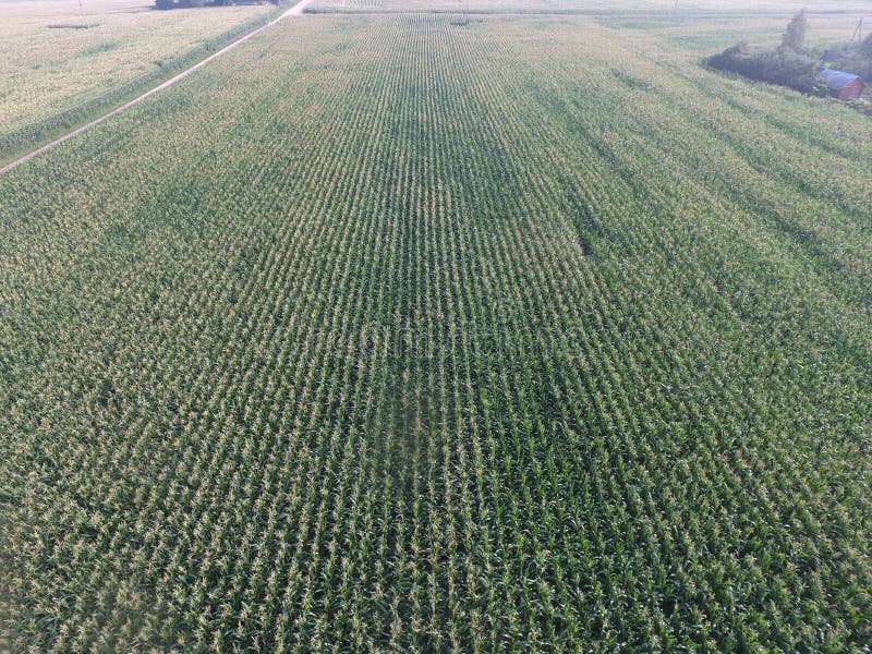 Fields of corn from above stock image. Image of nature - 93738789