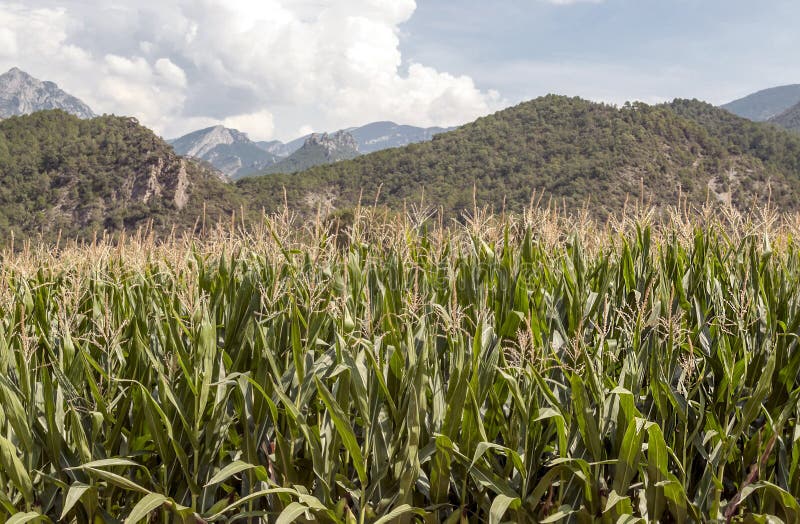 Fields with corn stock photo. Image of ground, fields - 45885130