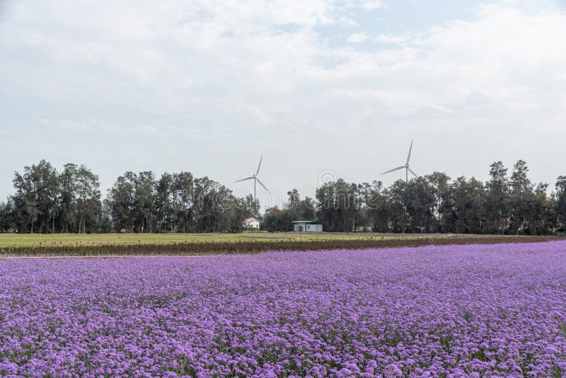The Fields are Covered with Purple Verbena and Wind Turbines Stock ...