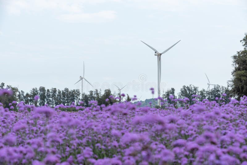 The Fields are Covered with Purple Verbena and Wind Turbines Stock ...