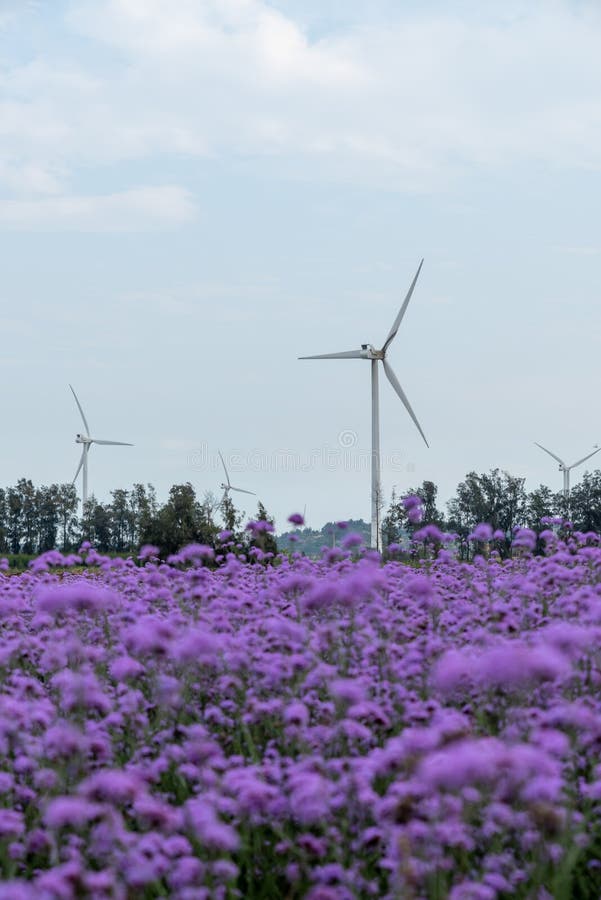 The Fields are Covered with Purple Verbena and Wind Turbines Stock ...