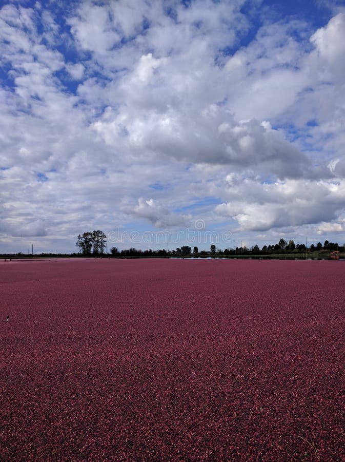 Fields of Cranberries stock image. Image of pages, divinely - 92935621