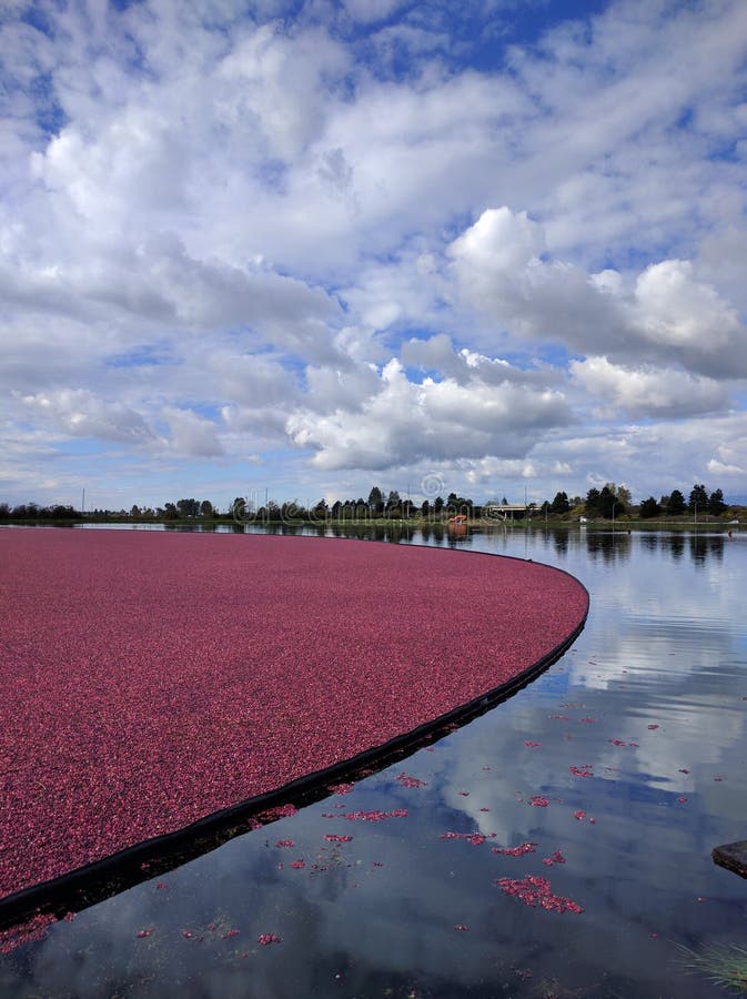 Fields of Cranberries stock image. Image of ready, blue - 92935717