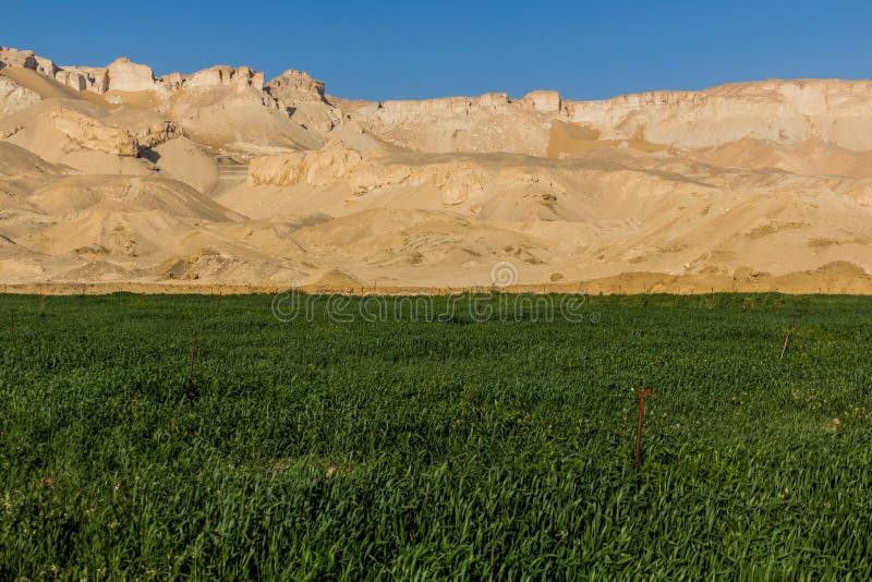 Fields in Dakhla Oasis, Egy Stock Image - Image of tourism, outdoor ...