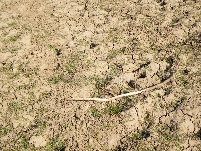 The Fields are Dry, the Ground is Broken and Grass Stock Image - Image ...