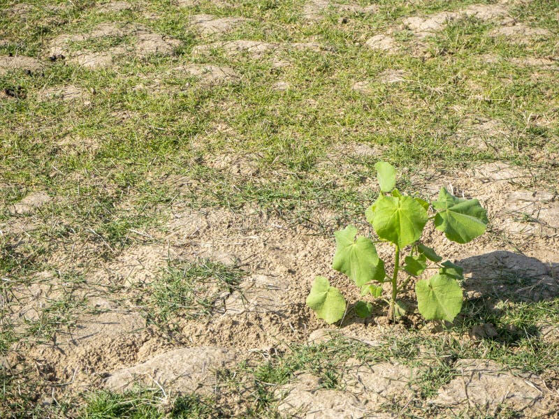 The Fields are Dry, the Ground is Broken and Grass Stock Photo - Image ...