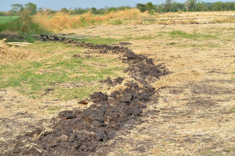 Dry fields. stock image. Image of corn, plants, small - 218112273