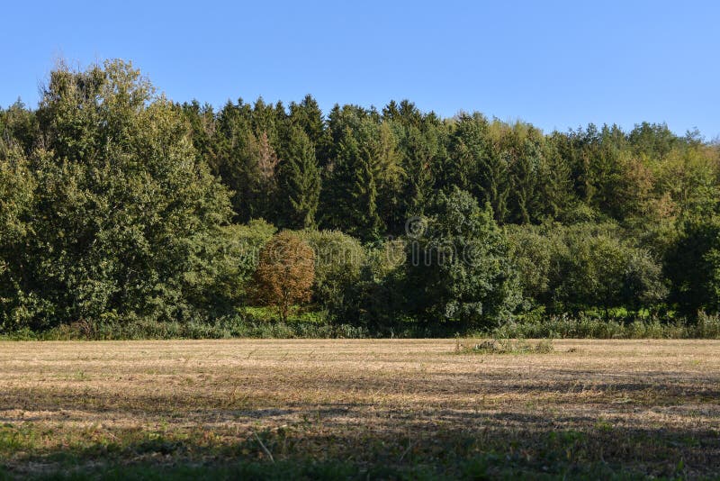 Field at the Edge of a Forest with Shadows of Trees Stock Photo - Image ...