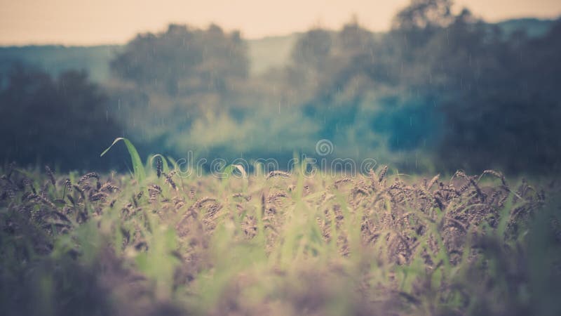 Fields stock image. Image of rain, closeup, plant, crops - 141998495