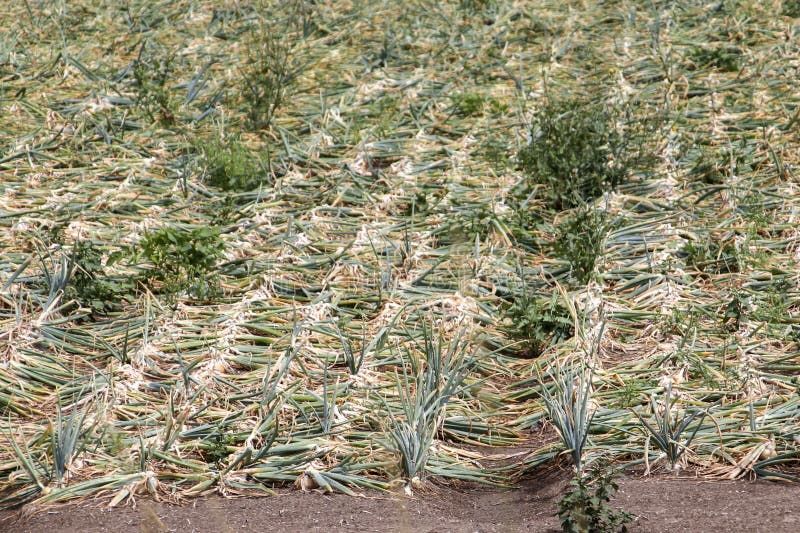 Fields Filled with Onions on Dry Fields in Dronten Stock Photo - Image ...