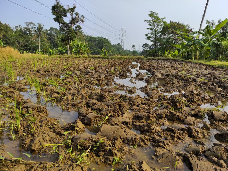 Rice Field Finished Plowing Stock Photo - Image of soil, water: 226730756