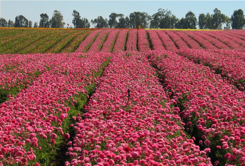 Fields of flowers stock image. Image of collective, flower - 1124367