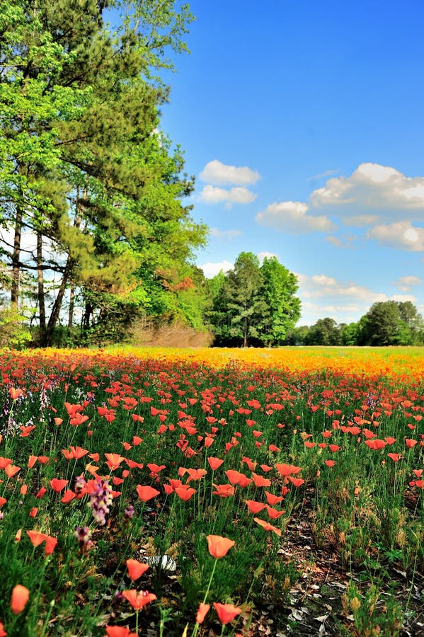 Fields of Flowers stock photo. Image of nature, plants - 53674024