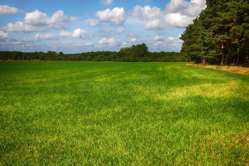 Fields of Forage Grasses Surrounded by Forests Stock Photo - Image of ...