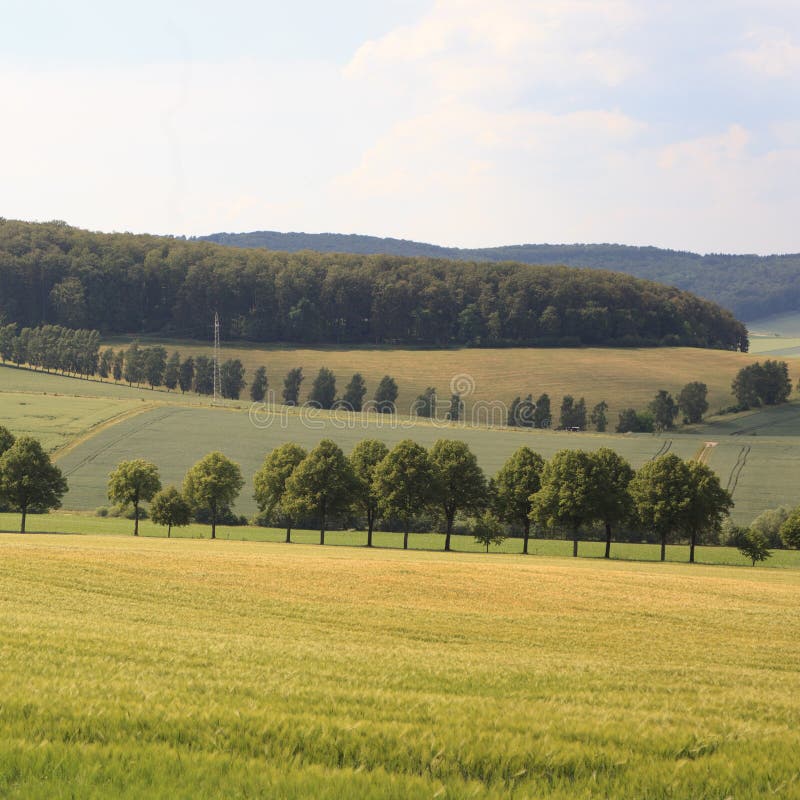 Fields and Forest in Country Stock Image - Image of forestry, forested ...