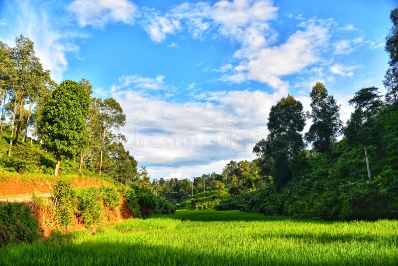 Fields in the Forest, Trees and Clouds Sky Stock Photo - Image of view ...