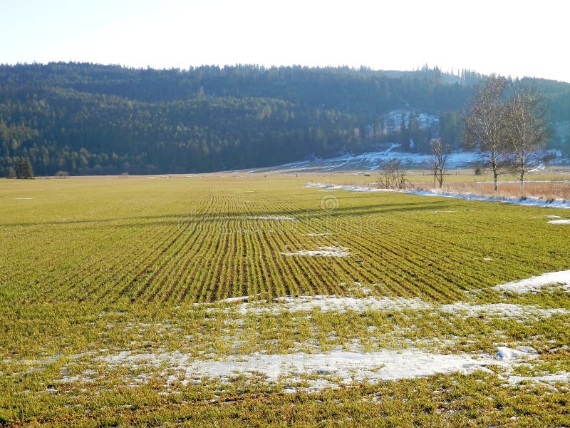 Fields and Forests in the Mild Winter Stock Photo - Image of scene ...