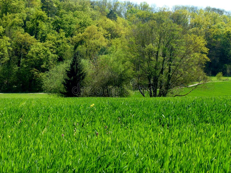 Fields and Forests in Spring Stock Photo - Image of rural, chlorophyll ...